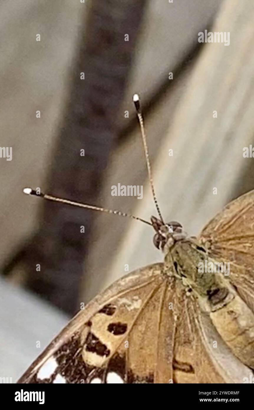 Hackberry Emperor (Asterocampa celtis Stock Photo - Alamy