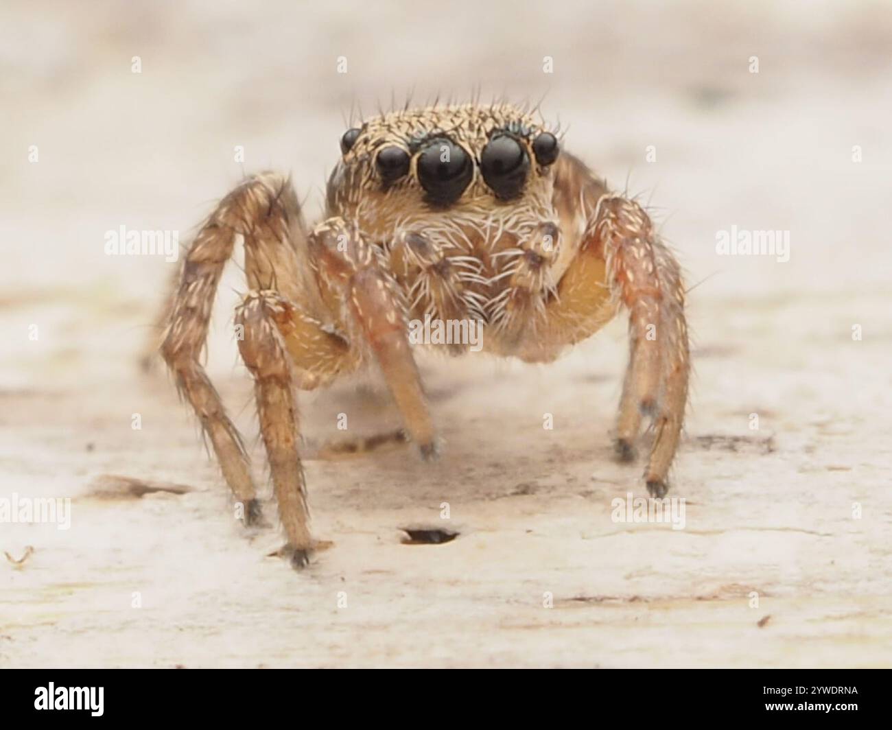 Paradise Jumping Spiders (Habronattus Stock Photo - Alamy Paradise Jumping Spiders (Habronattus Stock Photo - Alamy