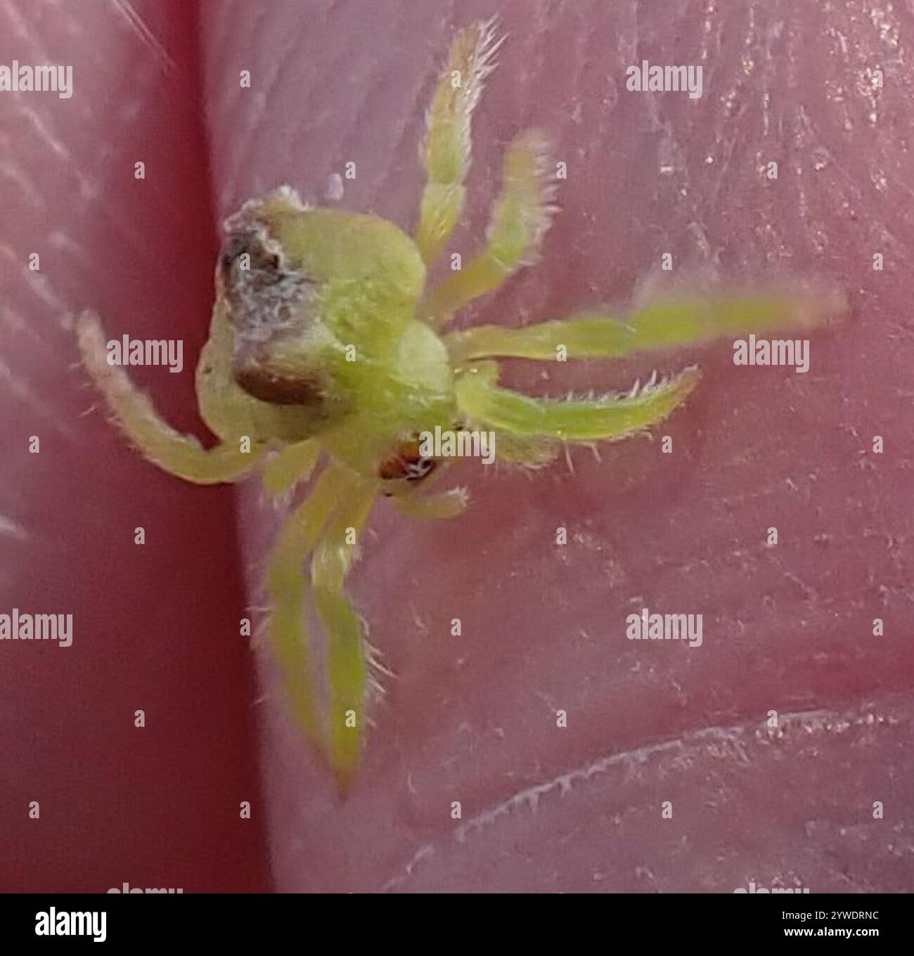 Wrap-around Spiders (Dolophones Stock Photo - Alamy