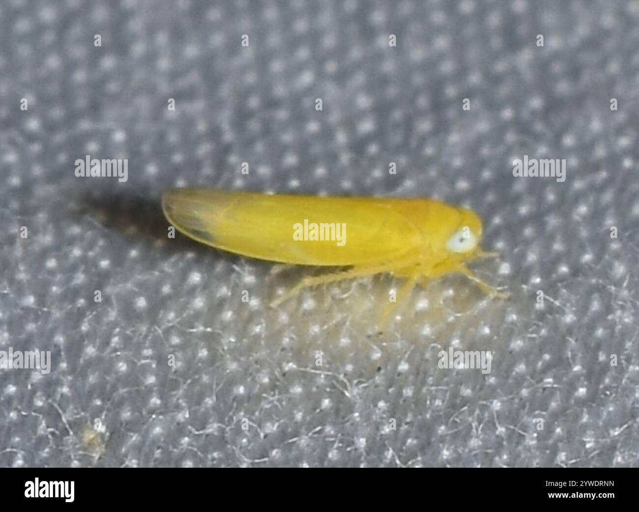 Alebra hi-res stock photography and images - Alamy