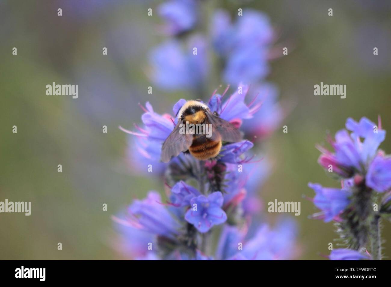 White-shouldered Bumble Bee (Bombus appositus Stock Photo - Alamy