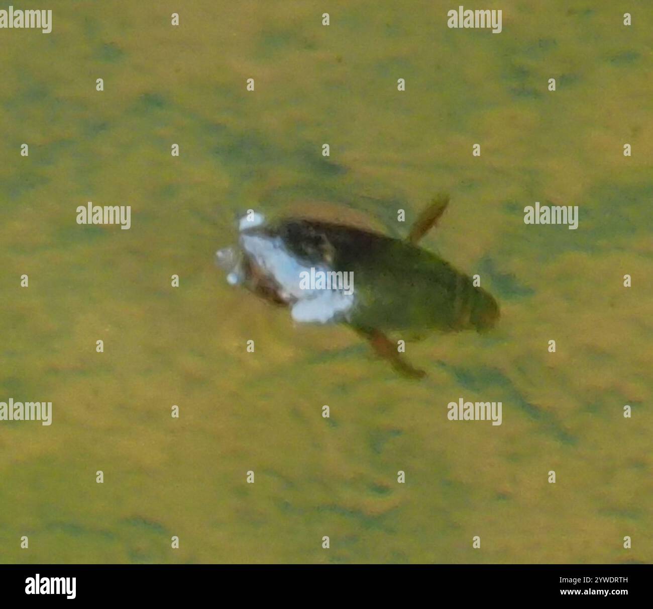 Ground and Water Beetles (Adephaga Stock Photo - Alamy