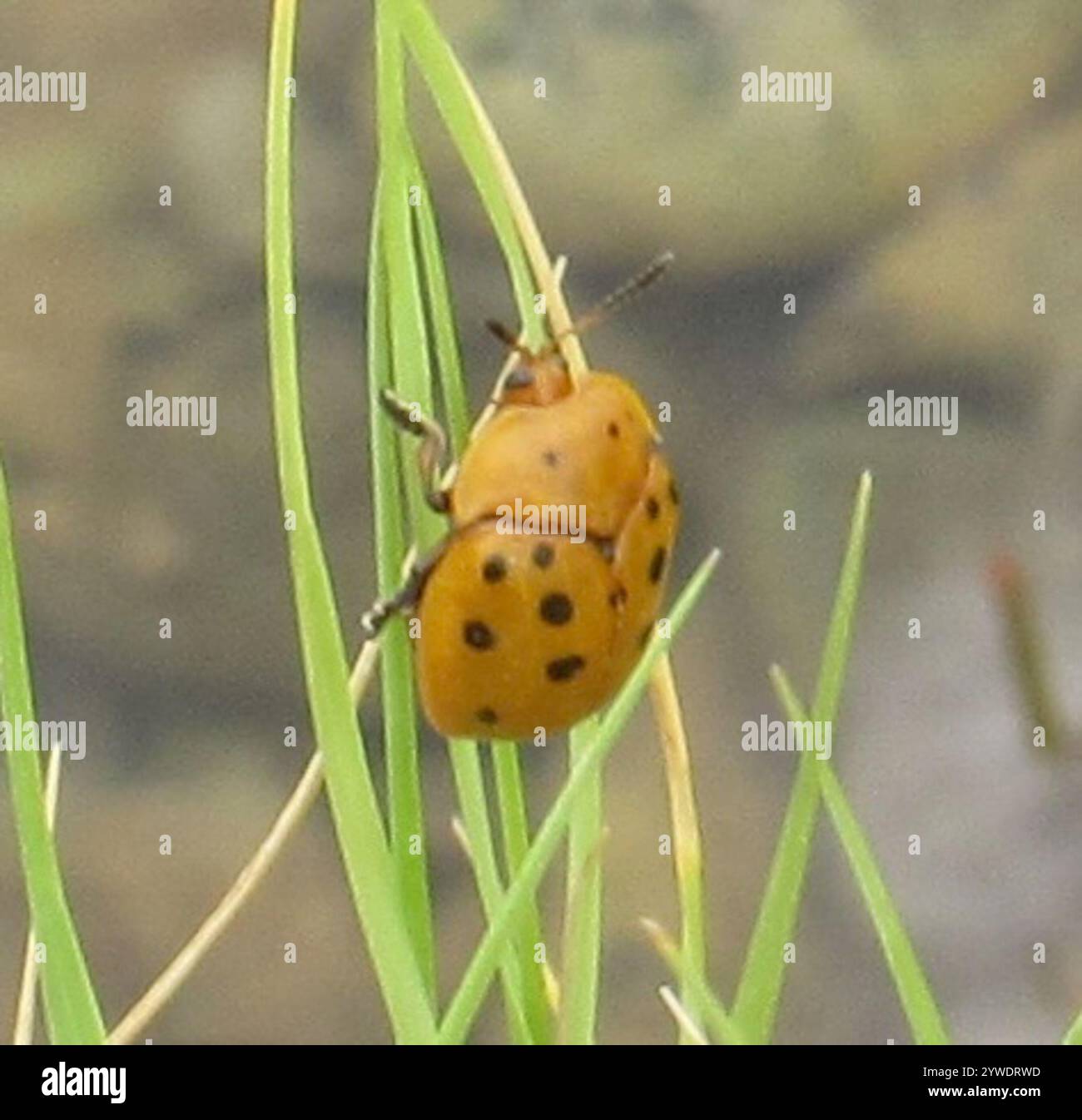 Argus Tortoise Beetle (Chelymorpha cassidea Stock Photo - Alamy