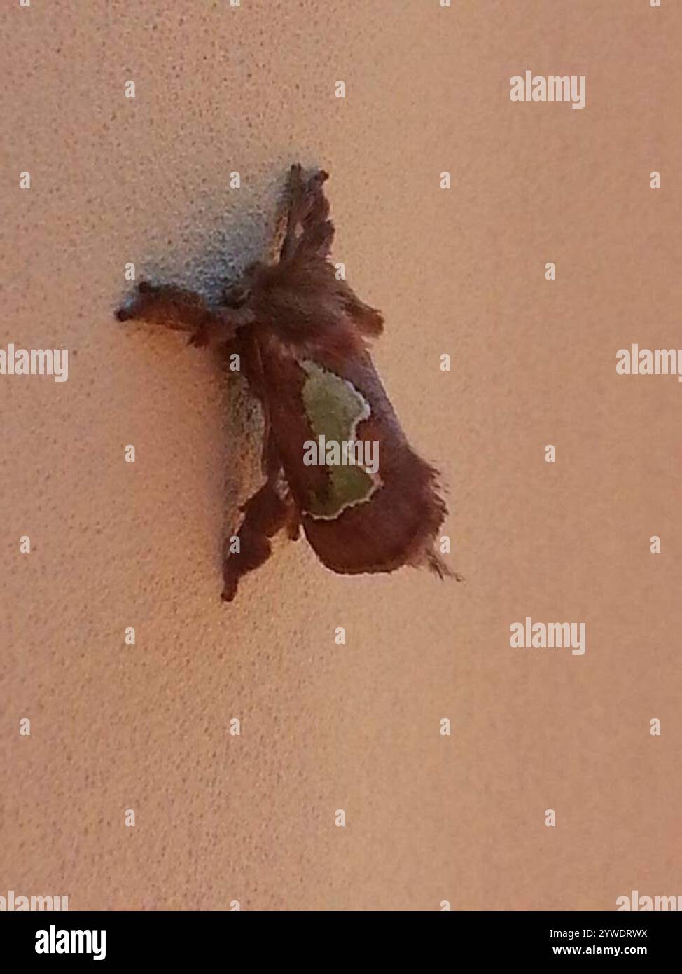 Spiny Oak-slug Moth (Euclea delphinii Stock Photo - Alamy