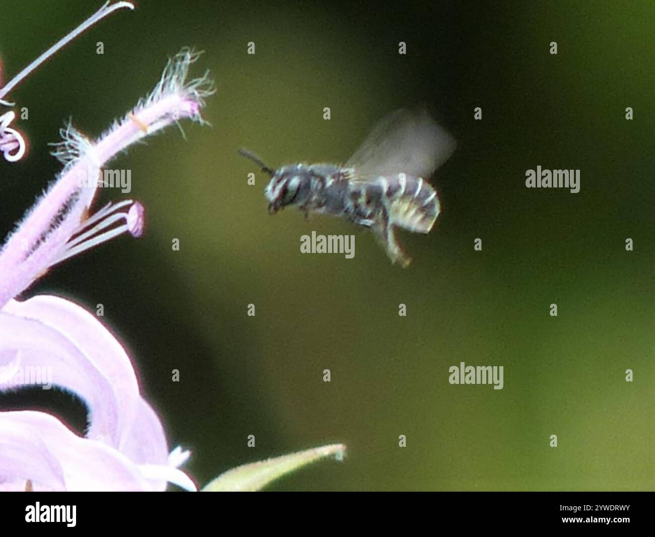 Armored-Resin bees (Heriades Stock Photo - Alamy