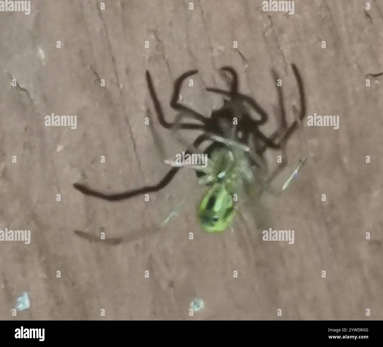 Common candy-striped spider (Enoplognatha ovata Stock Photo - Alamy