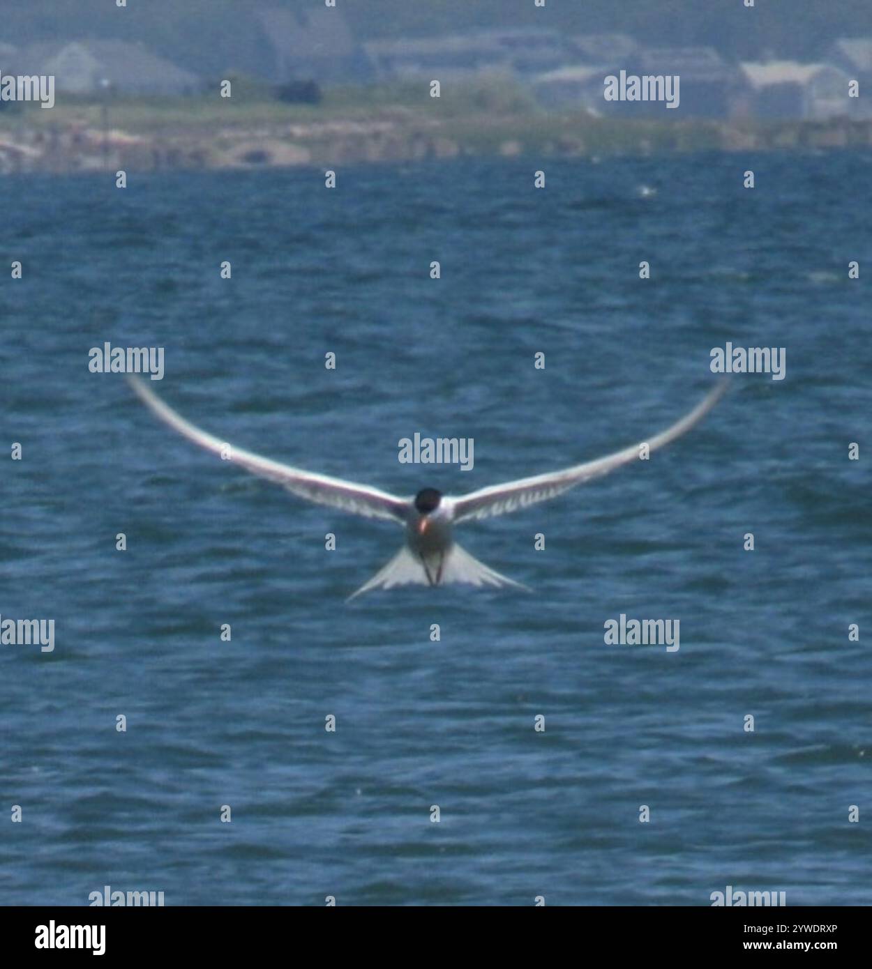 Common Tern (Sterna hirundo Stock Photo - Alamy