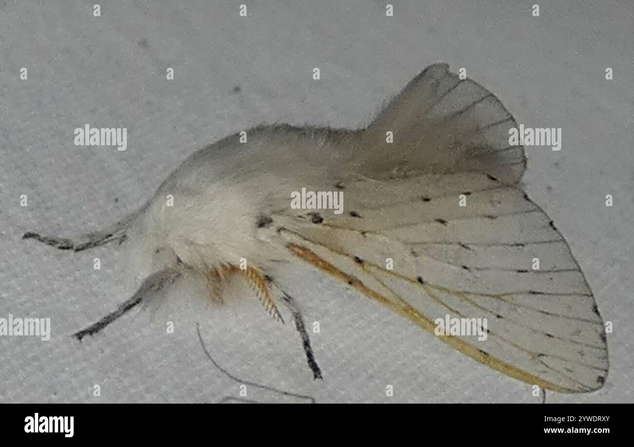Dot-lined White (Artace cribrarius Stock Photo - Alamy