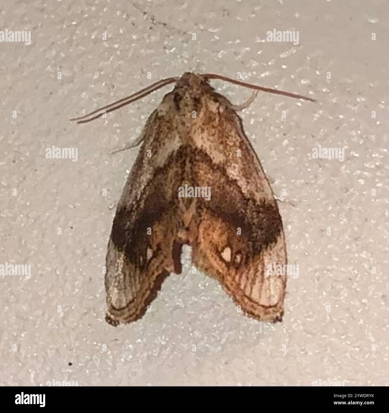 Jeweled Tailed Slug Moth (Packardia geminata Stock Photo - Alamy