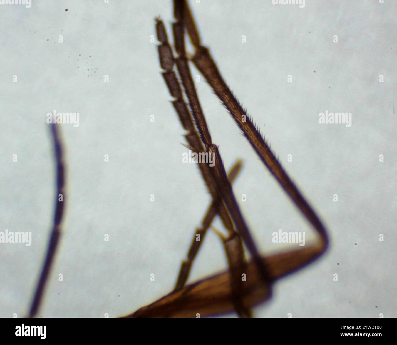 Indoor Soil Gnats (Bradysia Stock Photo - Alamy