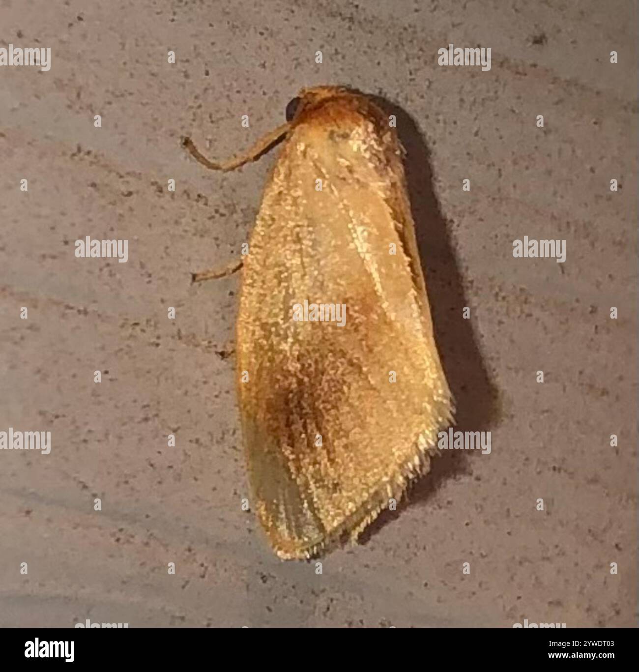 Early Button Slug Moth (Tortricidia testacea Stock Photo - Alamy