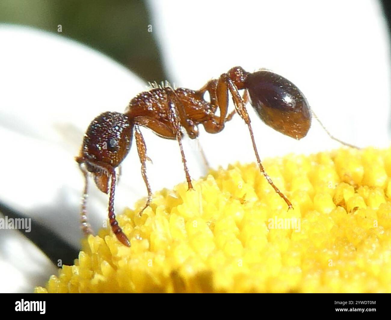 Furrowed Ants (Myrmica Stock Photo - Alamy