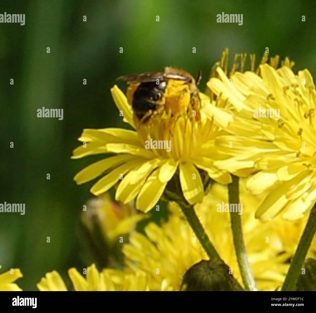 Yellow-legged Mining Bee (Andrena flavipes Stock Photo - Alamy