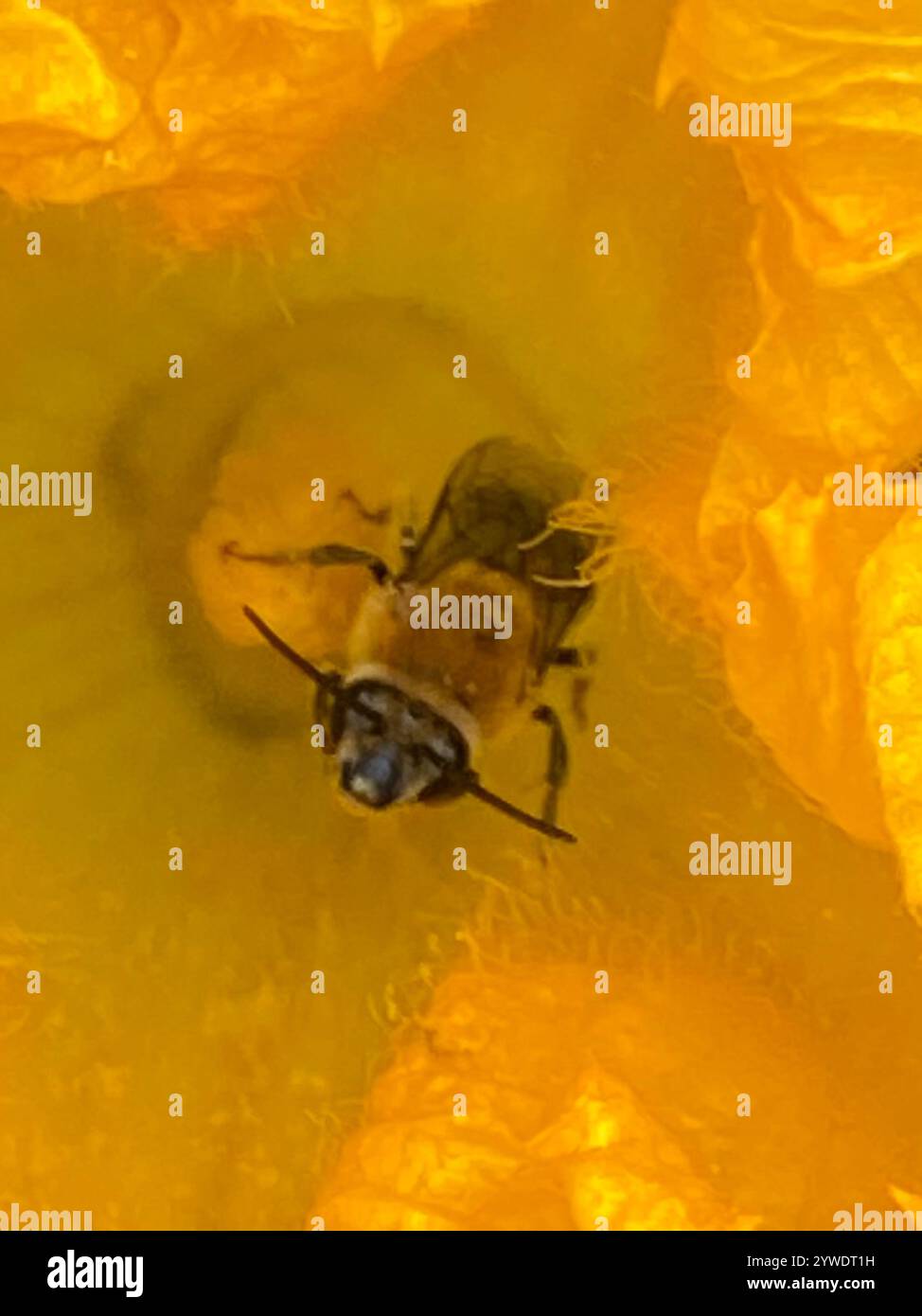 Pruinose Squash Bee (Peponapis pruinosa Stock Photo - Alamy