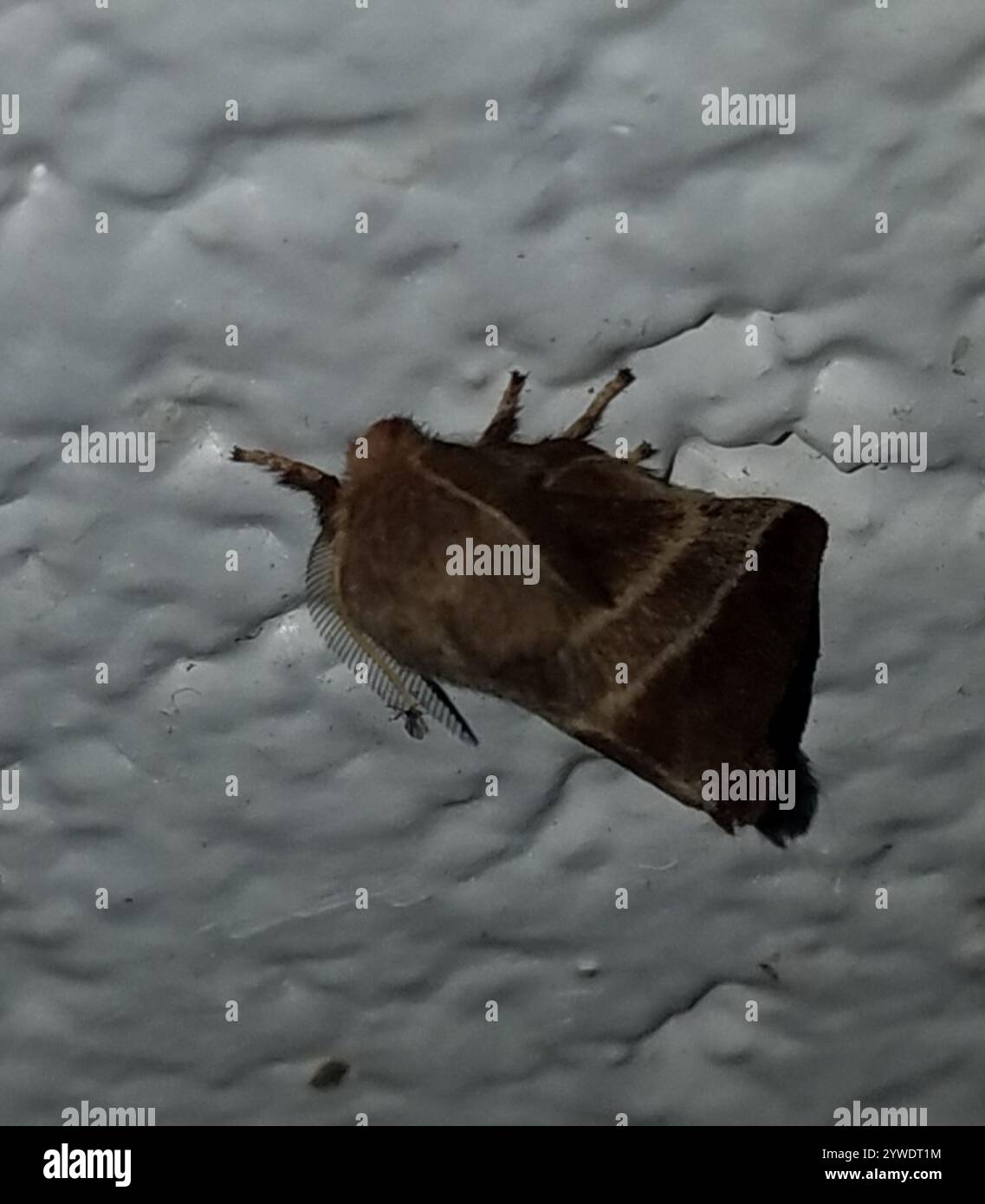 Eastern Tent Caterpillar Moth (Malacosoma americana Stock Photo - Alamy