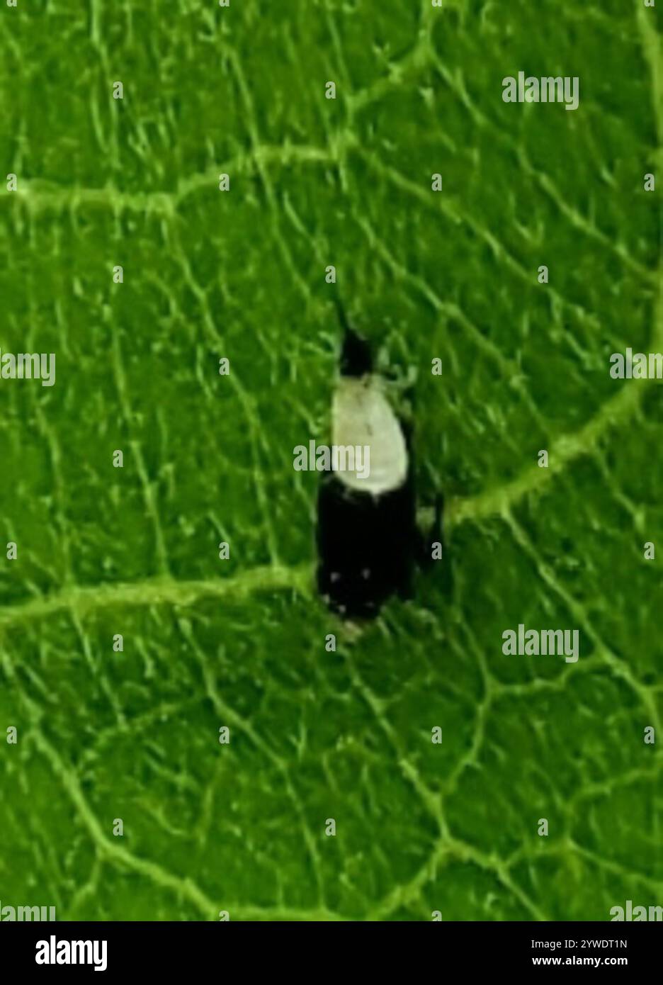 Scaphoideus hi-res stock photography and images - Alamy