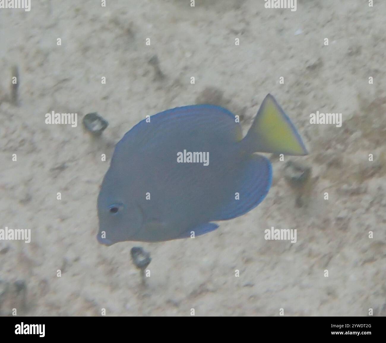 Atlantic Blue Tang (Acanthurus coeruleus Stock Photo - Alamy