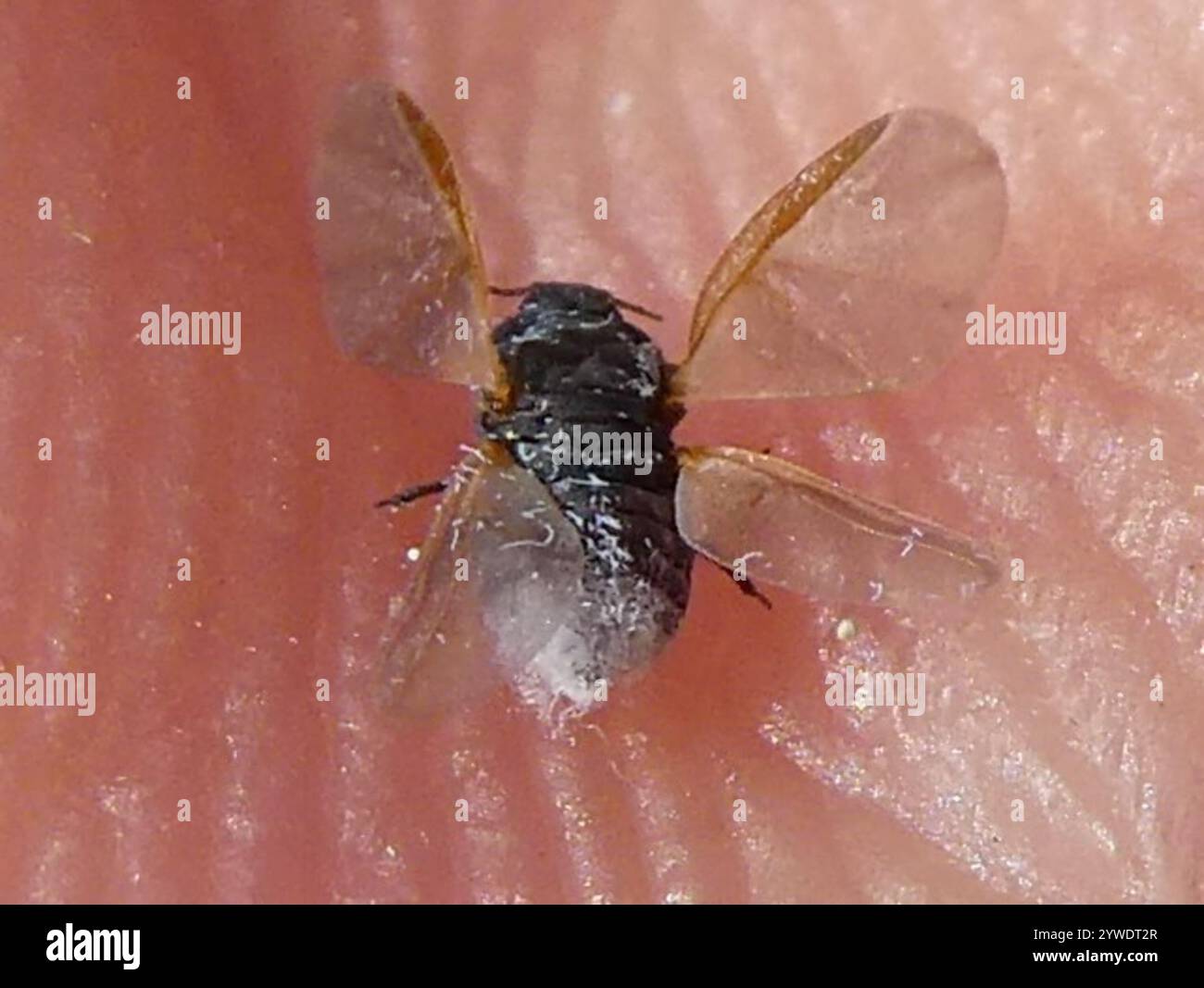 spruce aphids (Adelgidae Stock Photo - Alamy