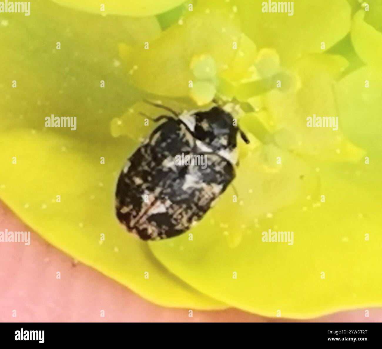 Museum Beetle (Anthrenus museorum Stock Photo - Alamy