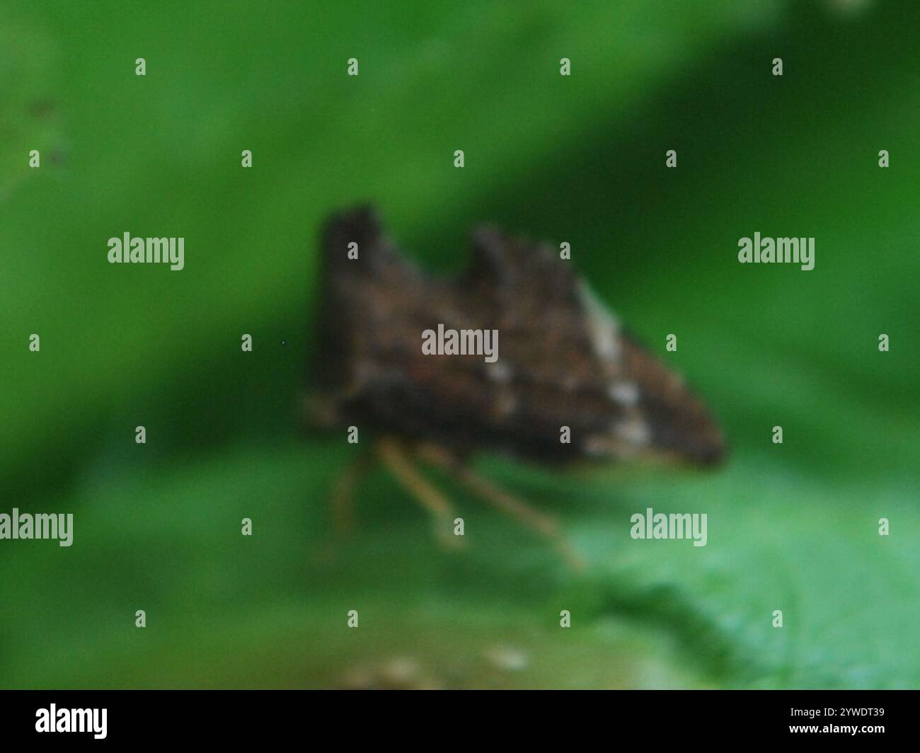 Keeled Treehopper (Entylia carinata Stock Photo - Alamy