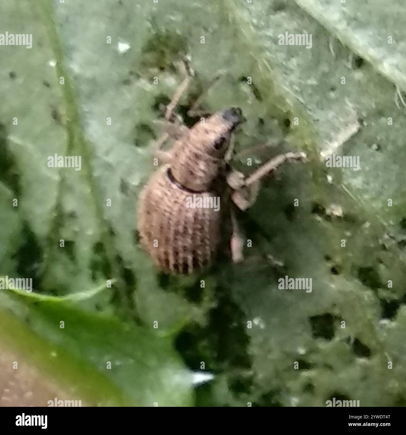 Strawberry Root Weevil (Sciaphilus asperatus Stock Photo - Alamy