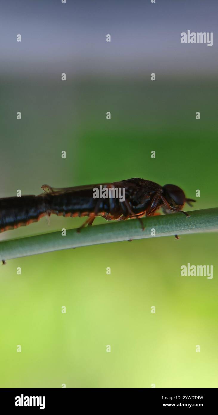 Scenopinus hi-res stock photography and images - Alamy