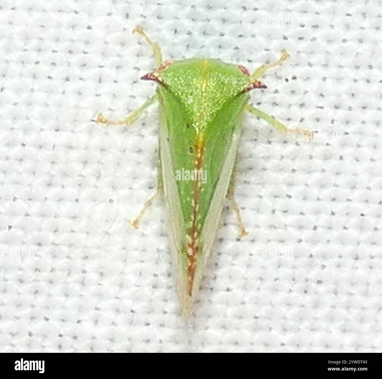 Buffalo Treehoppers and allies (Ceresini Stock Photo - Alamy