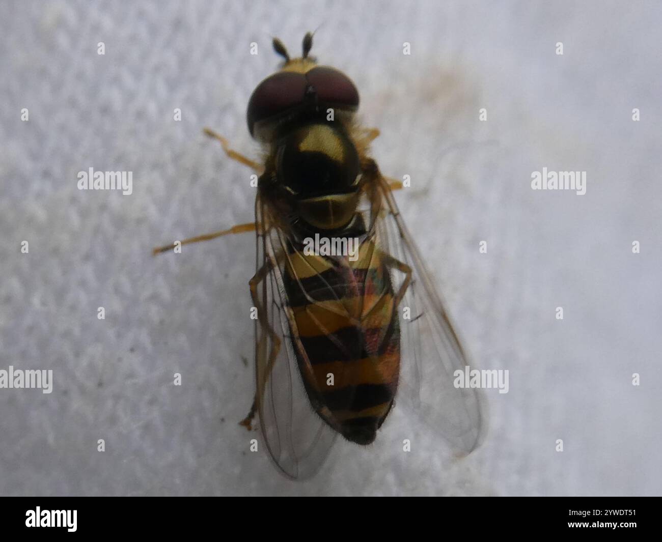 Long-tailed Aphideater Complex (Eupeodes americanus Stock Photo - Alamy