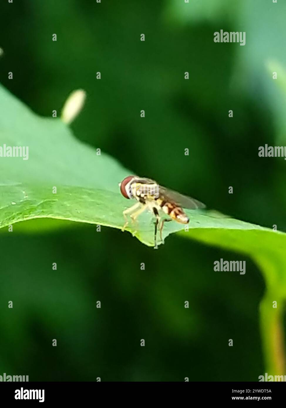 Eastern Calligrapher (Toxomerus geminatus Stock Photo - Alamy