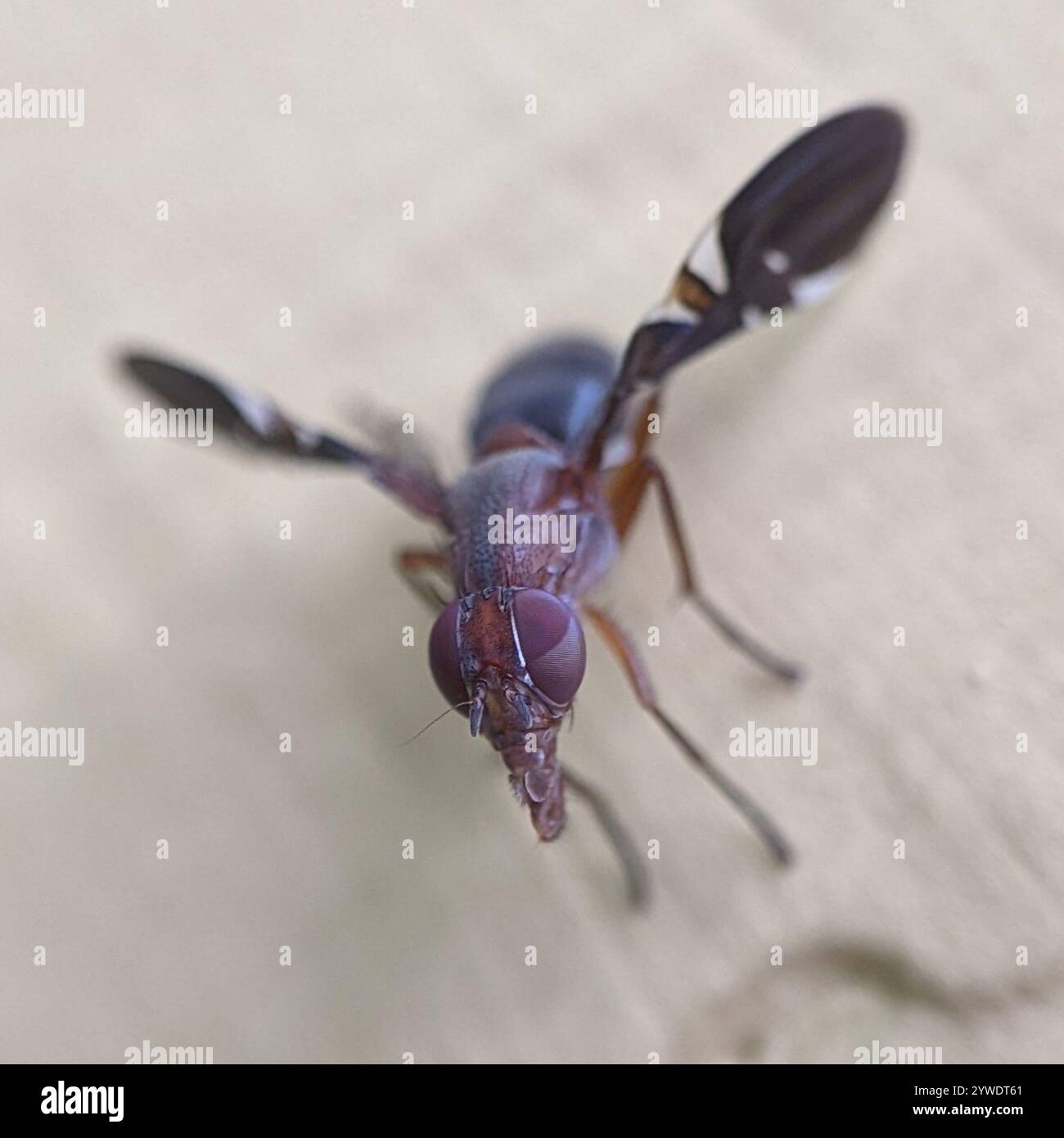 Common Picture-winged Fly (Delphinia picta Stock Photo - Alamy