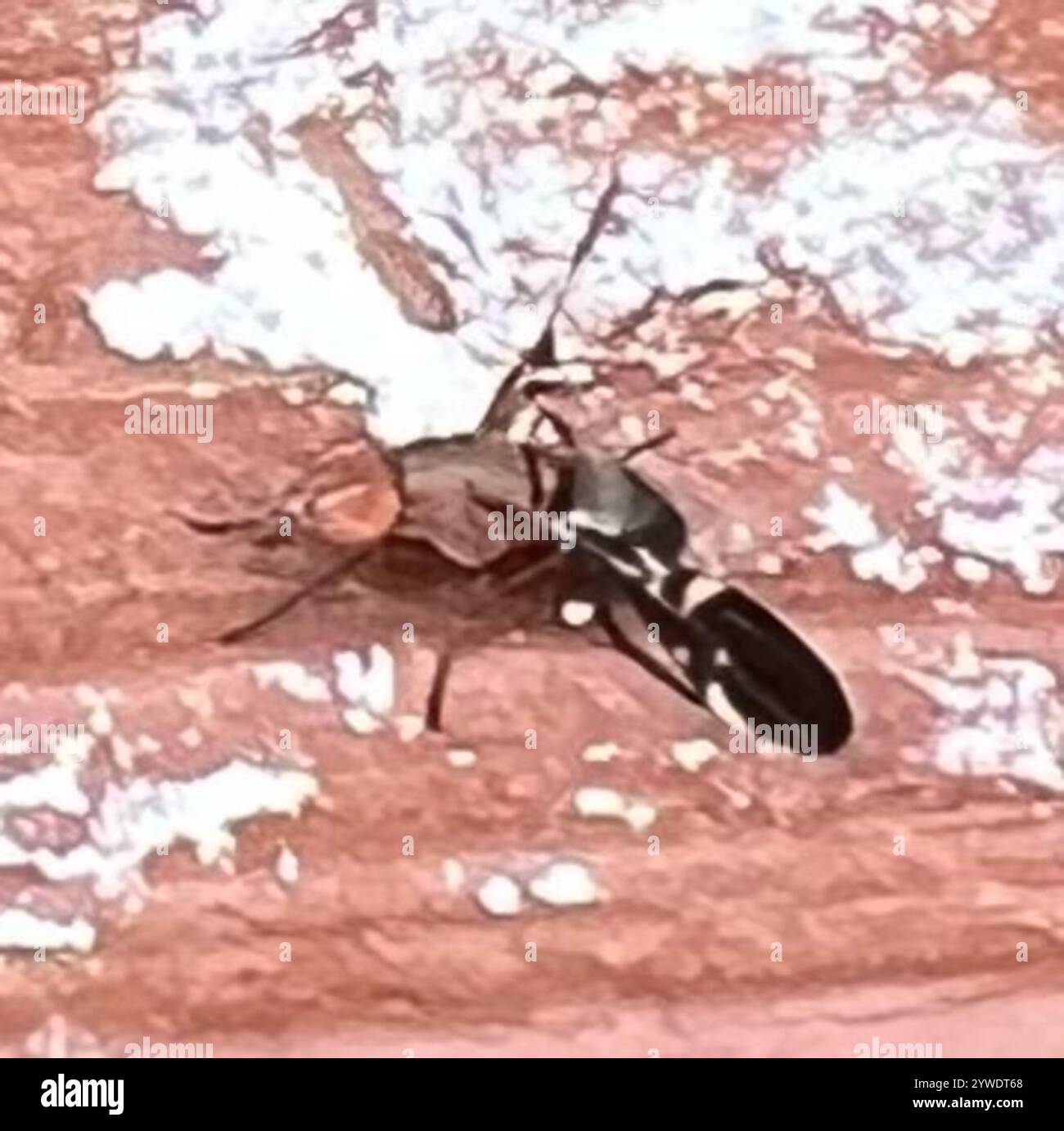 Common Picture-winged Fly (Delphinia picta Stock Photo - Alamy