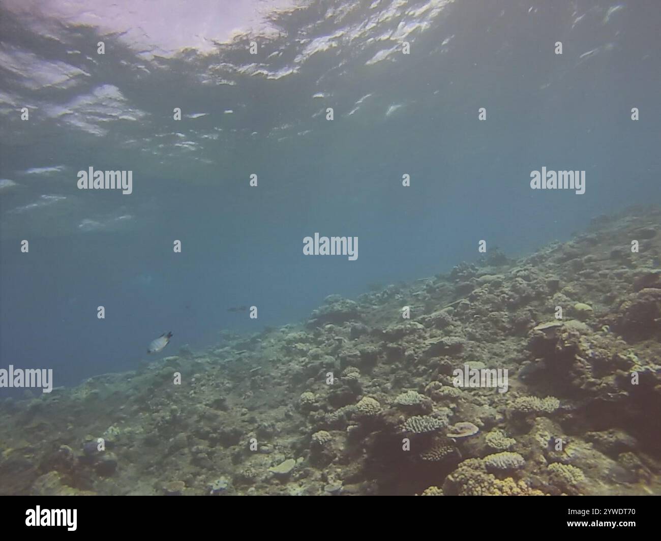 Ray-finned Fishes (Actinopterygii Stock Photo - Alamy