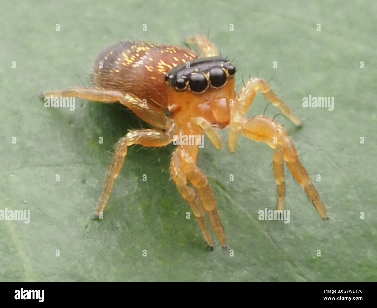 Jumping Spiders (Salticidae Stock Photo - Alamy