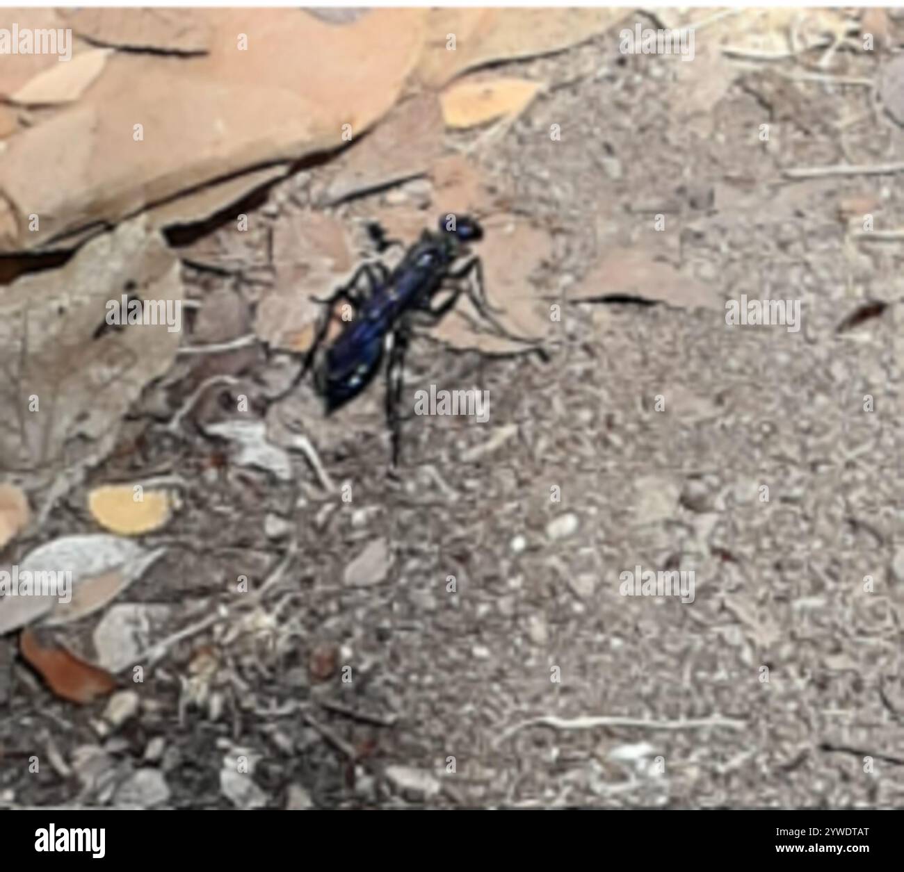 Steel-blue Cricket-hunter Wasp (Chlorion aerarium Stock Photo - Alamy