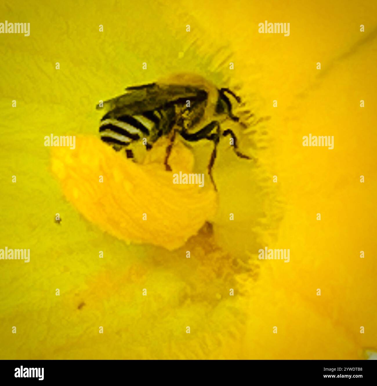 Pruinose Squash Bee (Peponapis pruinosa Stock Photo - Alamy