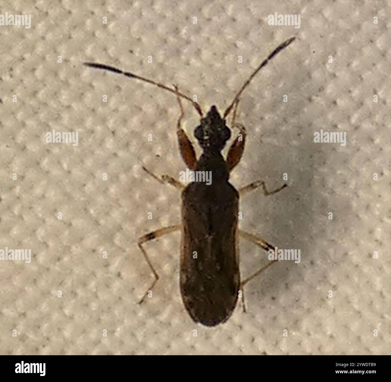 Heraeus hi-res stock photography and images - Alamy
