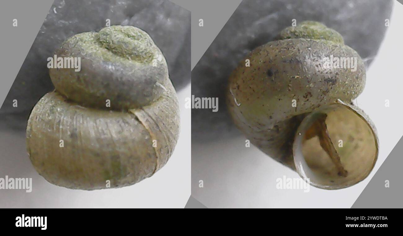 Piscinalis hi-res stock photography and images - Alamy