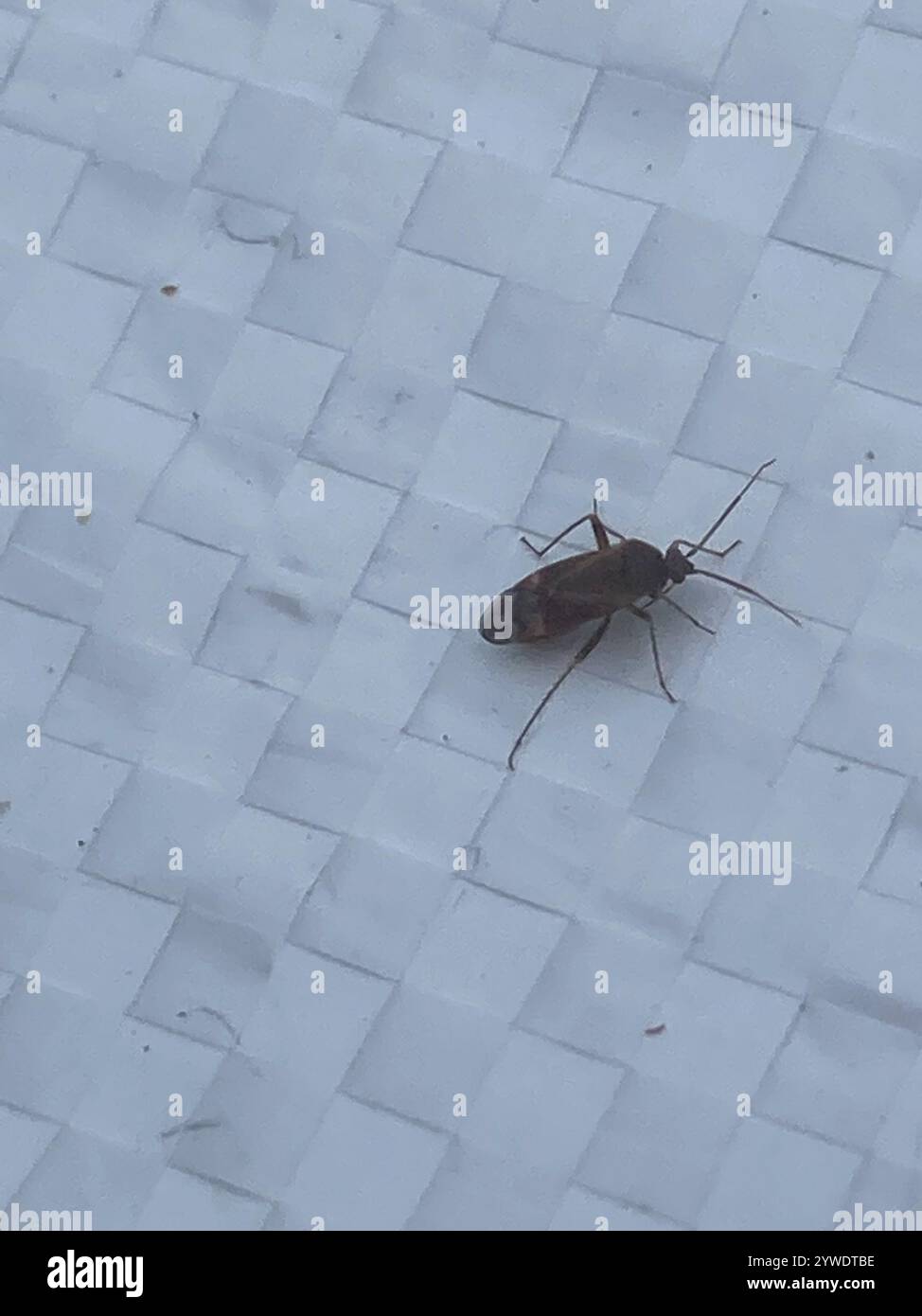 Cimicomorph Bugs (Cimicomorpha Stock Photo - Alamy