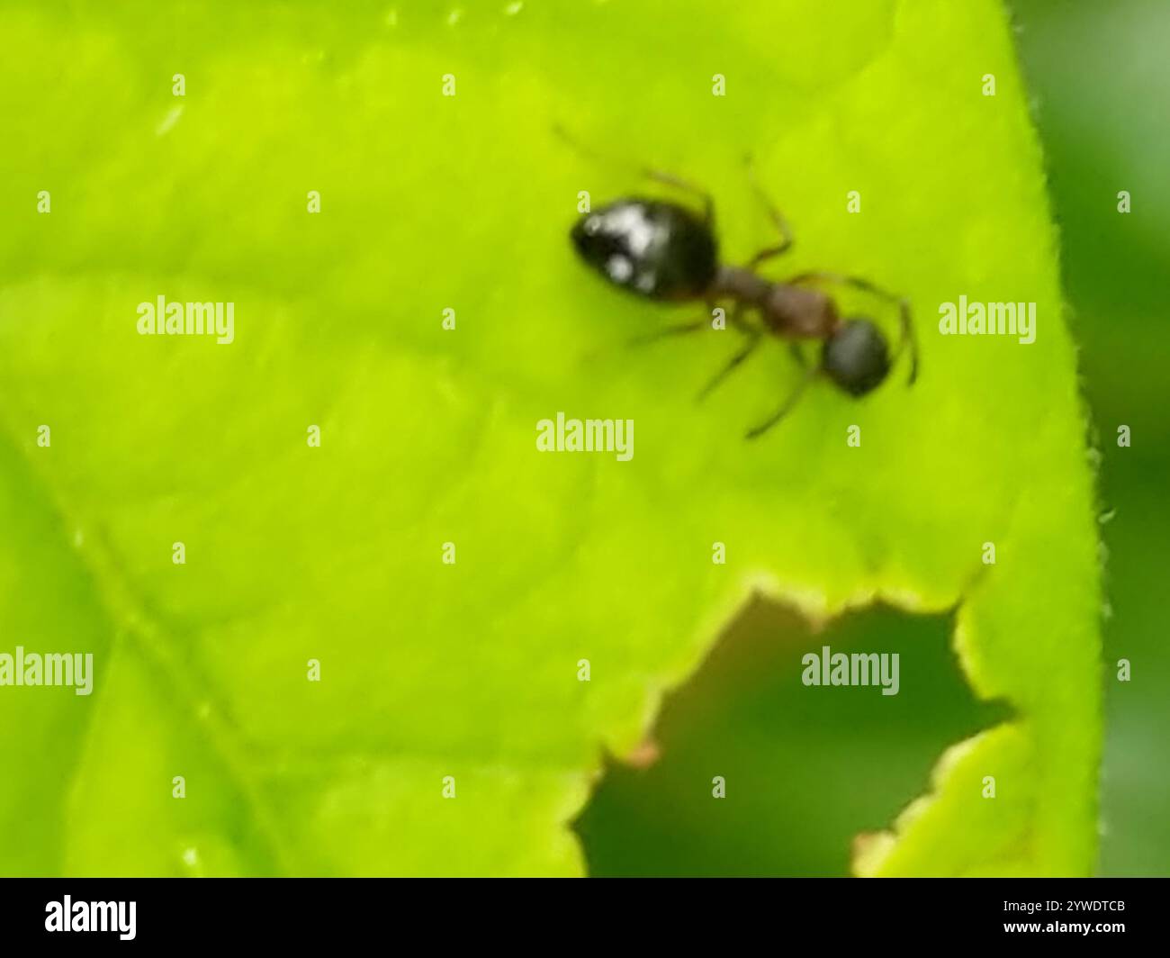Mottled Odorous Ant (Dolichoderus plagiatus Stock Photo - Alamy