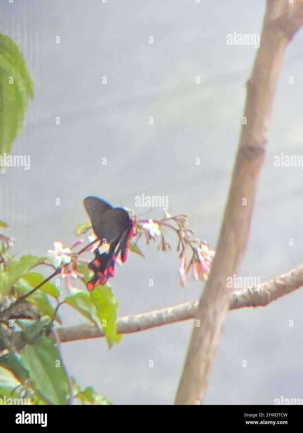 Common Windmill (Byasa polyeuctes Stock Photo - Alamy