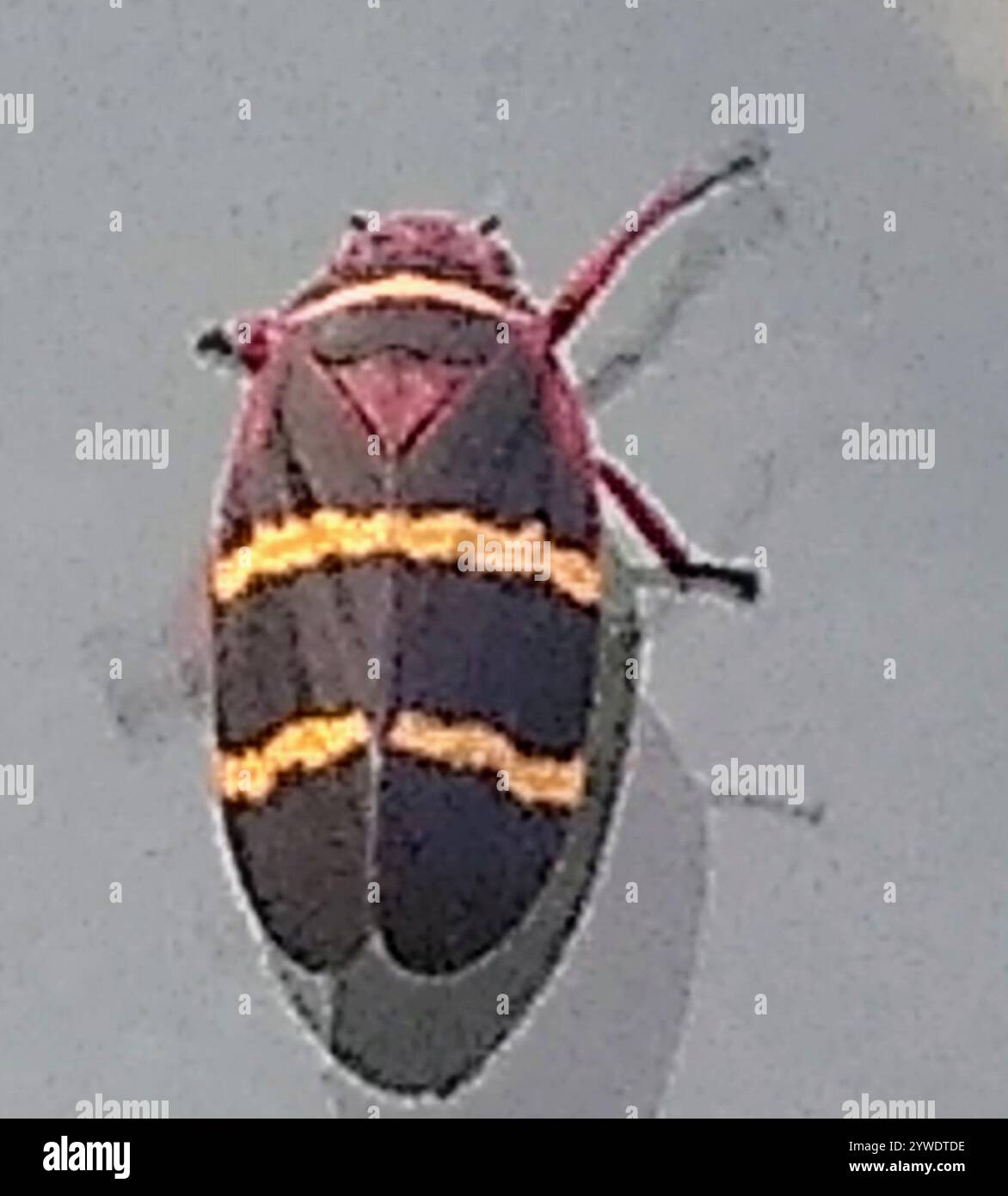 Two-lined Spittlebug (Prosapia bicincta Stock Photo - Alamy