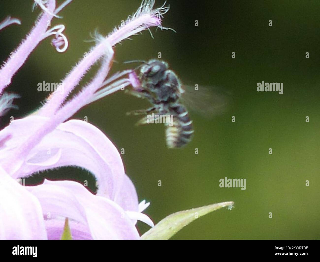 Armored-Resin bees (Heriades Stock Photo - Alamy