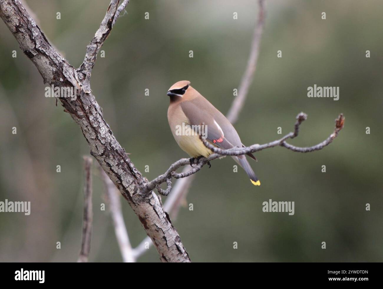 Cedar Waxwing (Bombycilla cedrorum Stock Photo - Alamy