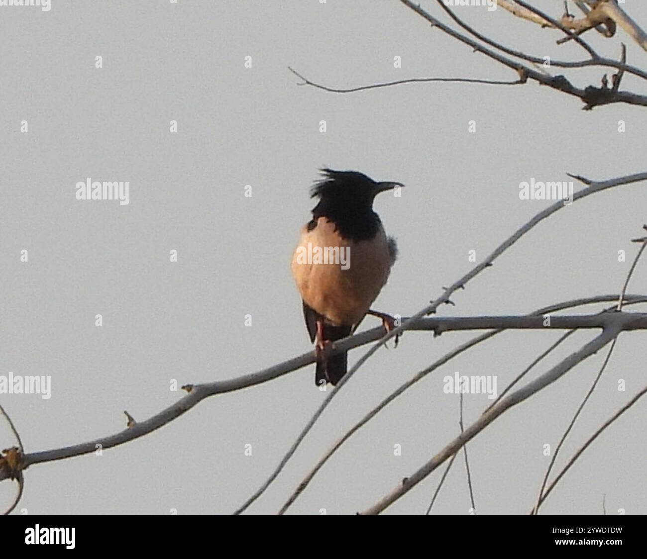 Rosy Starling (Pastor roseus Stock Photo - Alamy