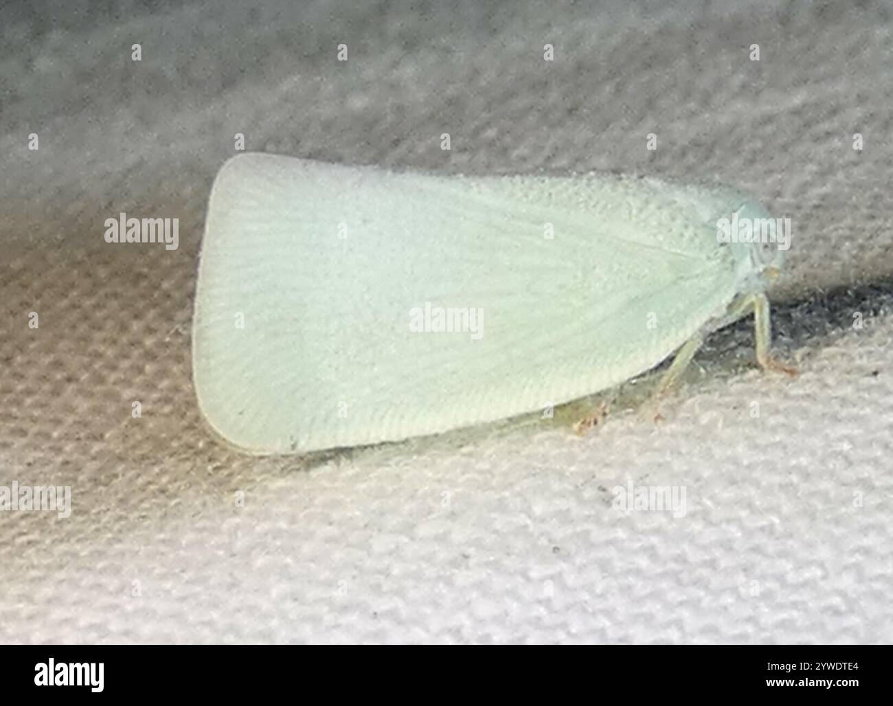 Northern Flatid Planthopper (Flatormenis proxima Stock Photo - Alamy