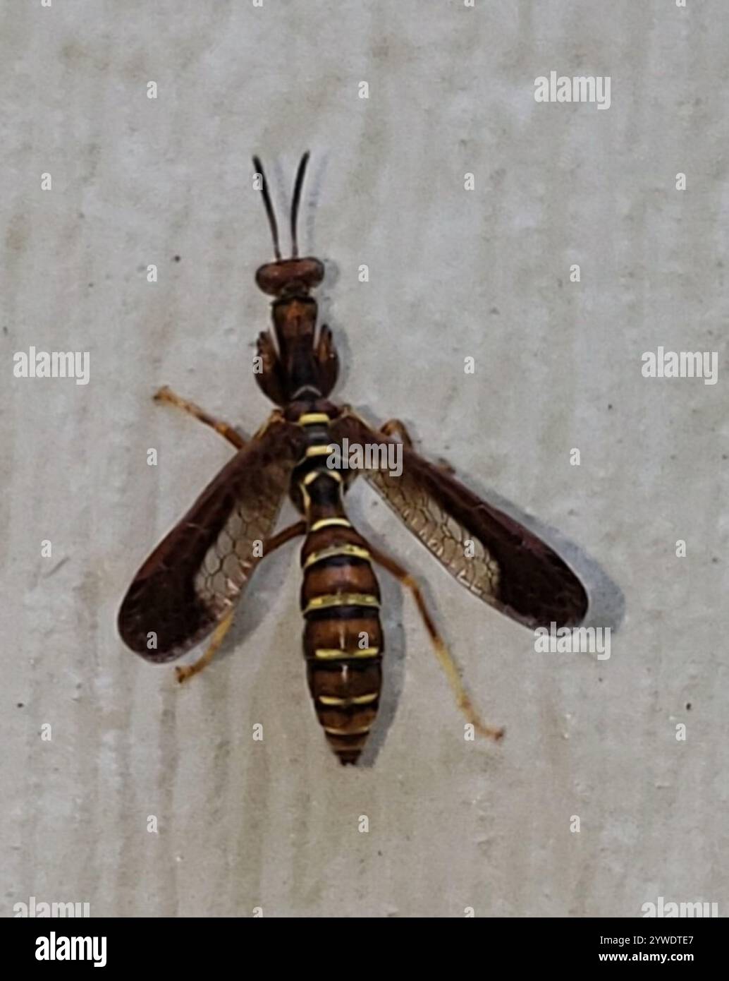 Brown Wasp Mantidfly (Climaciella brunnea Stock Photo - Alamy