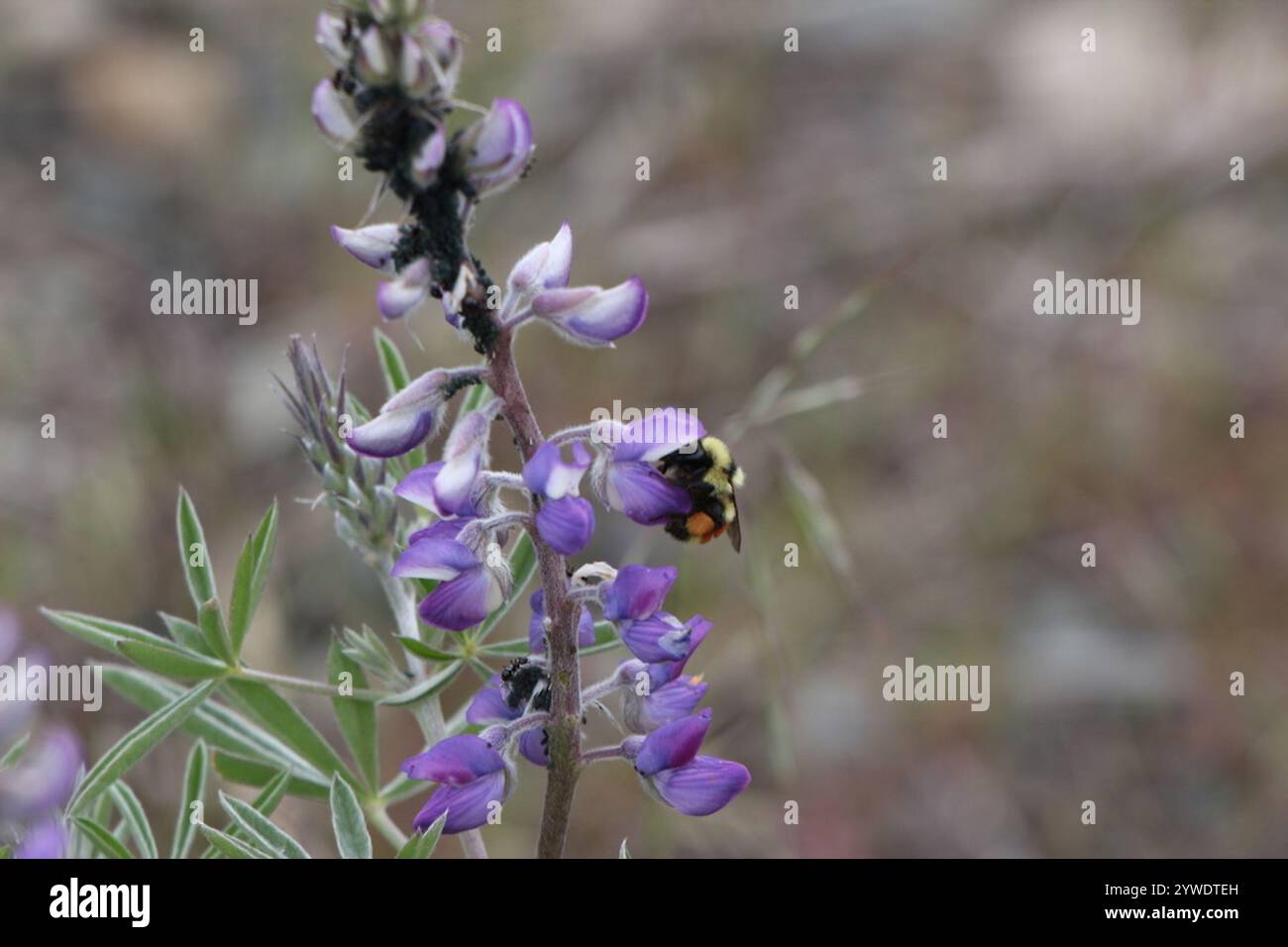 Great Basin Bumble Bee (Bombus centralis Stock Photo - Alamy