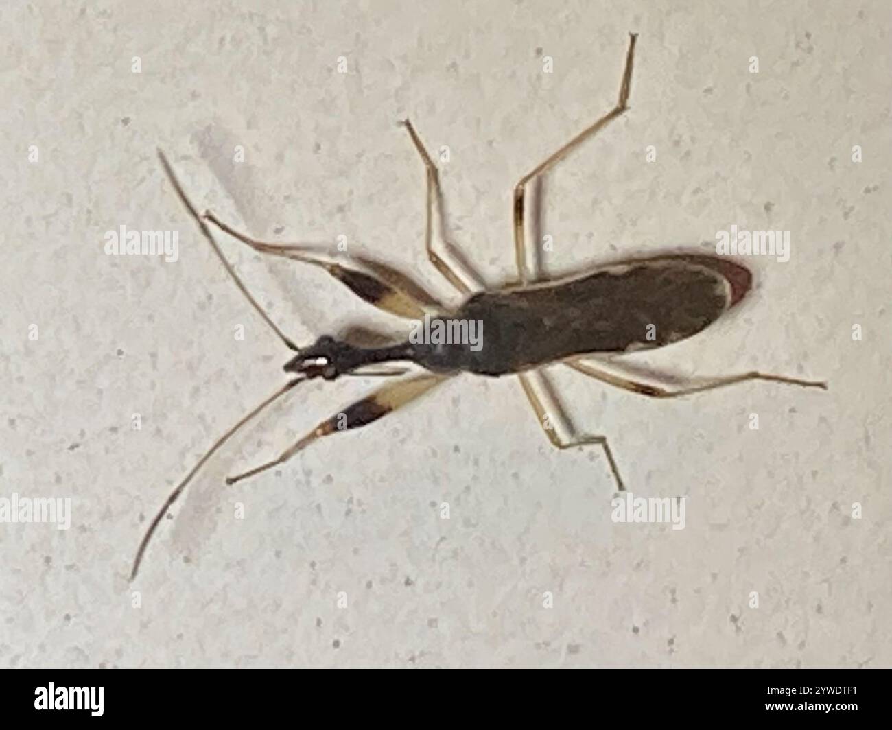 Long-necked Seed Bug (Myodocha serripes Stock Photo - Alamy
