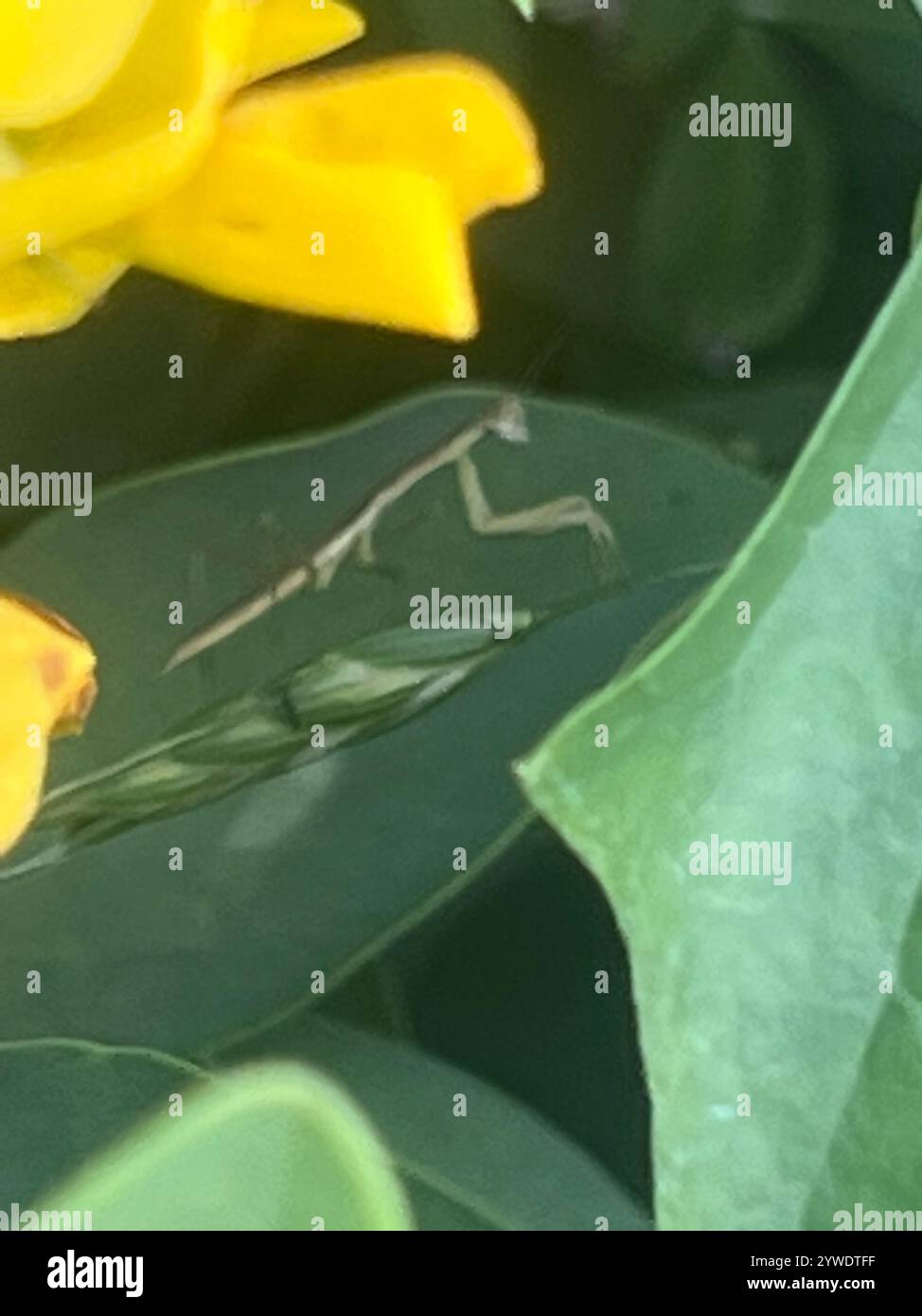 Chinese Mantis (Tenodera sinensis Stock Photo - Alamy
