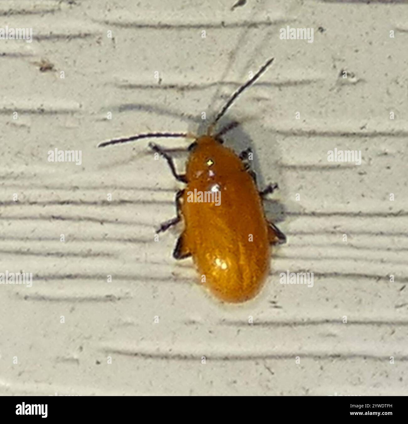 Orange Passiflora Flea Beetle (Parchicola tibialis Stock Photo - Alamy